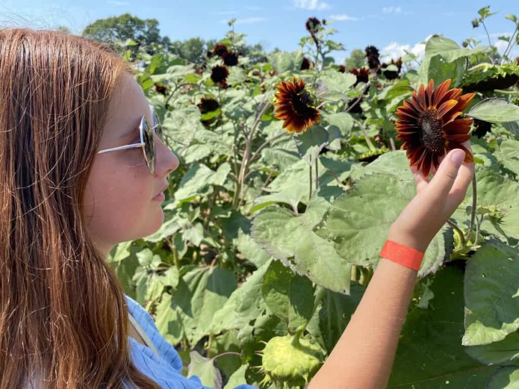 13 Stunning Sunflower Fields Worth Visiting in Ontario 2026