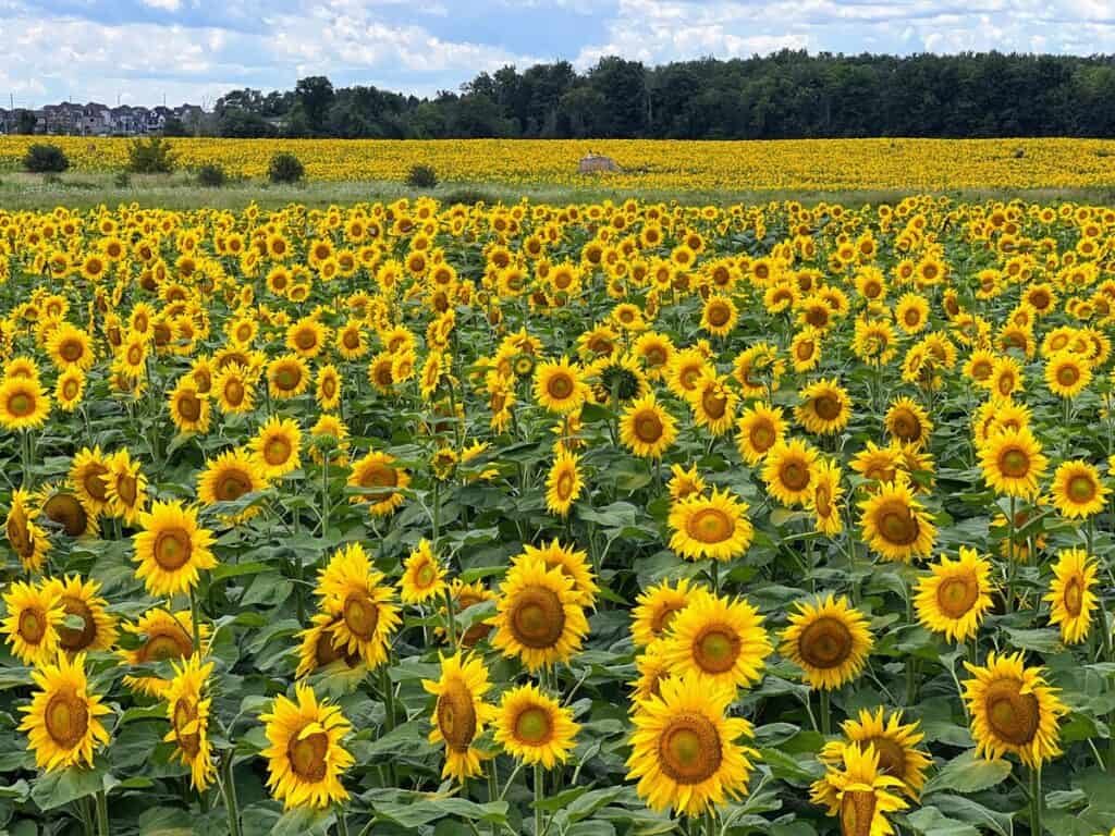 13 Stunning Sunflower Fields Worth Visiting in Ontario 2026