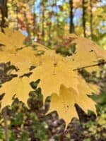 25 Best Places to See Fall Colours in Toronto 2025