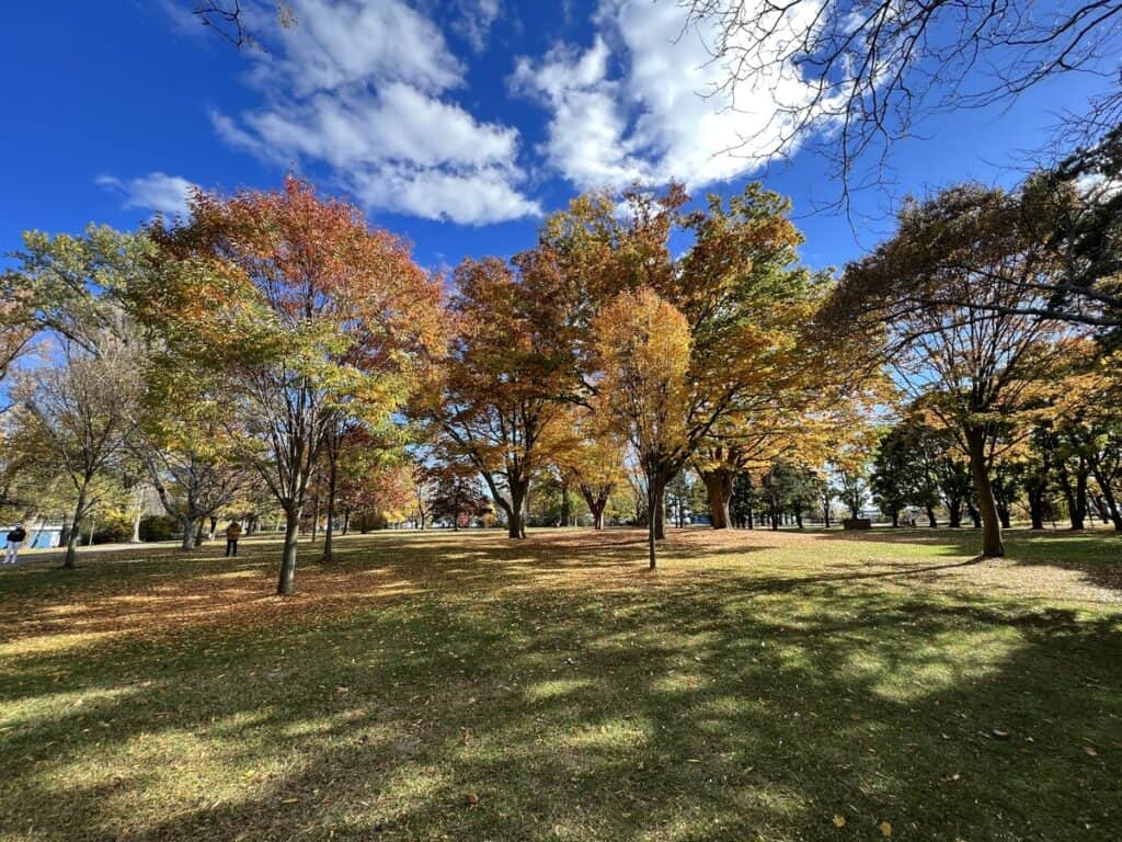 Ultimate Toronto Islands Guide: All You Need to Know