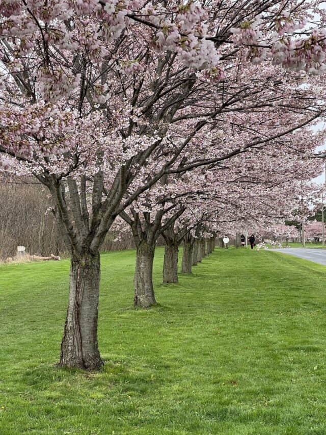 30 Best Places to See Toronto's Cherry Blossoms This Spring