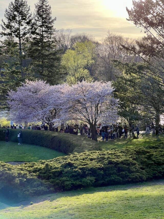 30 Best Places to See Toronto's Cherry Blossoms This Spring