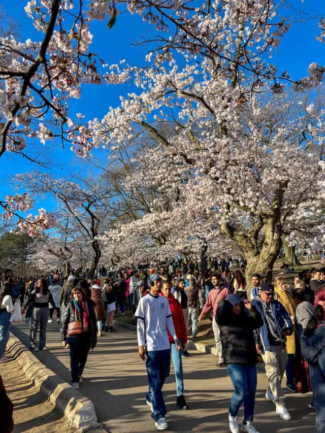 30 Best Places to See Toronto's Cherry Blossoms This Spring
