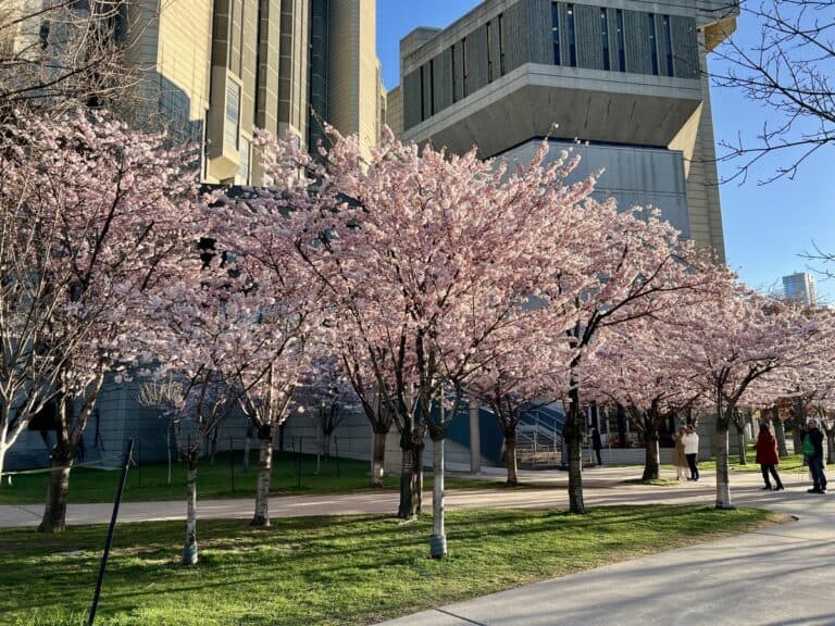 30 Best Places to See Toronto's Cherry Blossoms This Spring