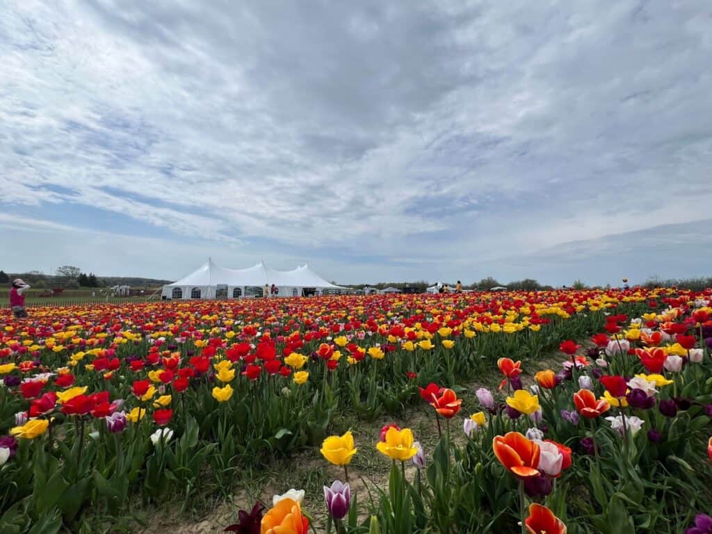 12 Tulip Farms in Ontario Worth Visiting for Spring 2026