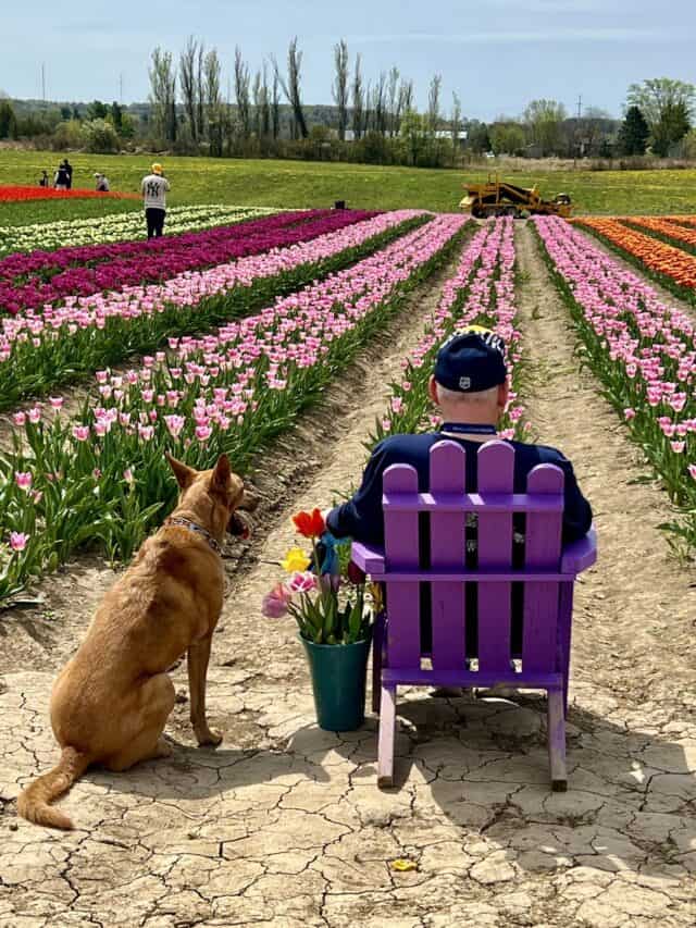 12 Tulip Farms in Ontario Worth Visiting for Spring 2026