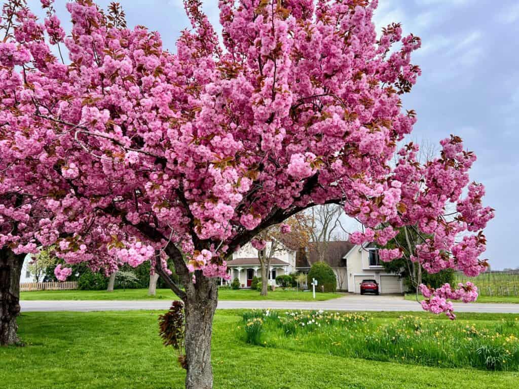 Spring in Niagara Falls, Canada: The Ultimate Travel Guide